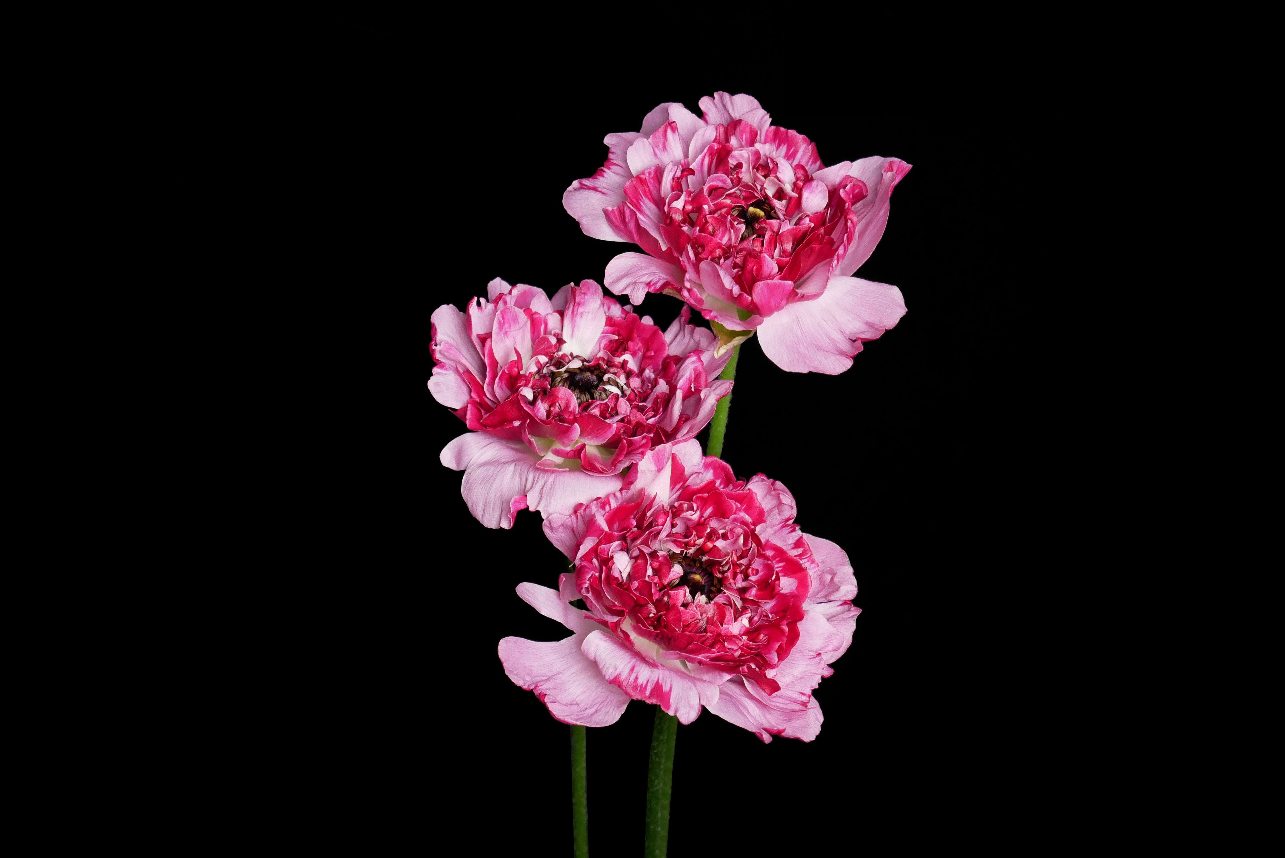 Fresh Cut – Green Orbs