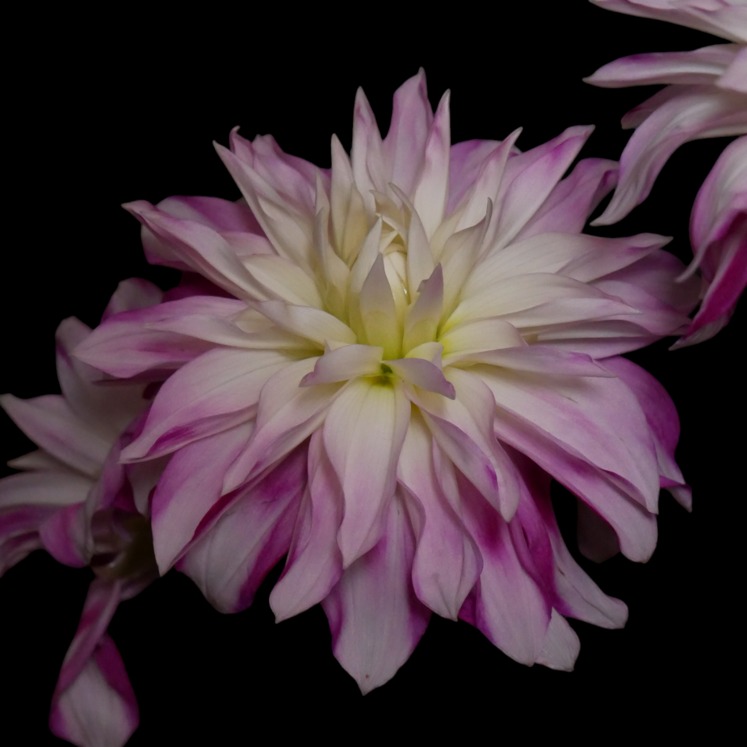 Fresh Cut – Green Orbs